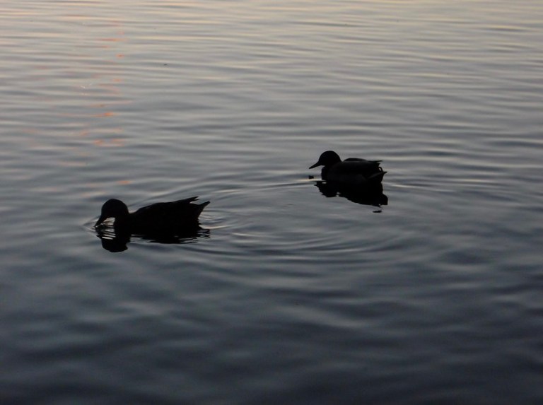 My DigiCams – Classic DigiCam