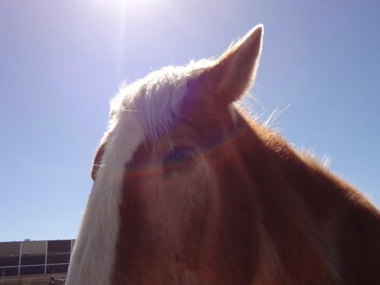 My DigiCams – Classic DigiCam