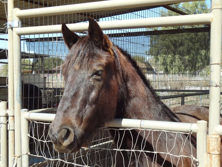 My DigiCams – Classic DigiCam